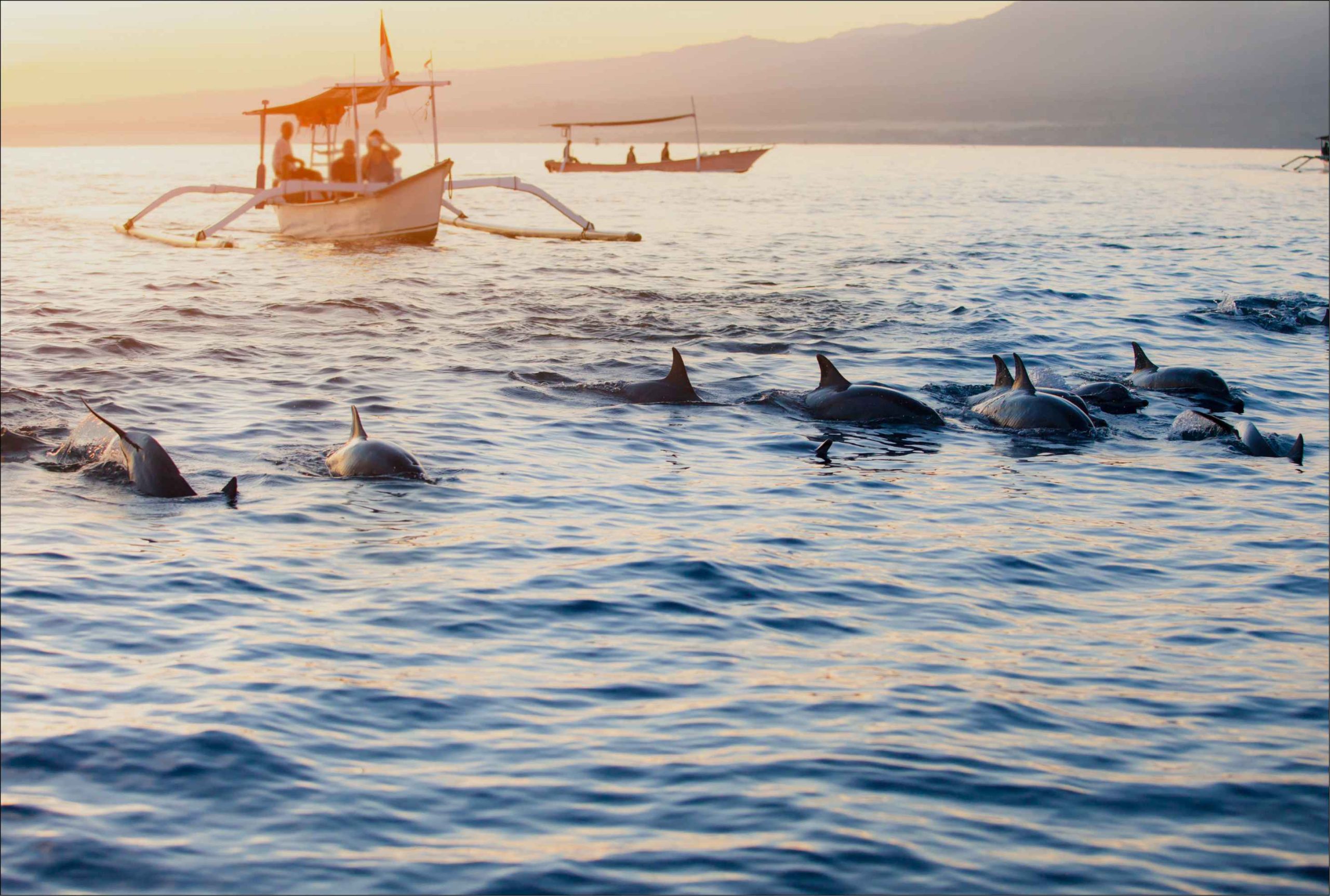 Dolphins at Dawn in Paradise - House of Karma